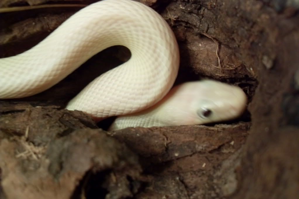 My leucistic black rat snake | Arachnoboards My leucistic black rat snake | Arachnoboards